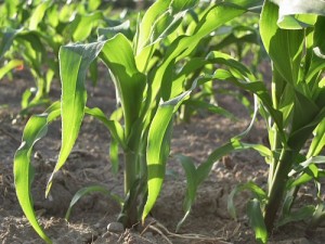 Corn - Tiny Farm Blog