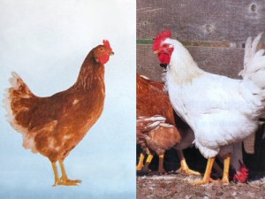 Catalog shopping: chickens on order! - Tiny Farm Blog