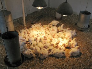 Weighing chickens - Tiny Farm Blog