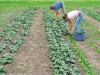 Cutting spinach for harvest - Tiny Farm Blog