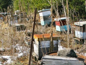 Abandoned bee village - Tiny Farm Blog