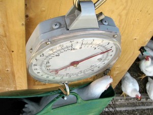 Weighing chickens - Tiny Farm Blog