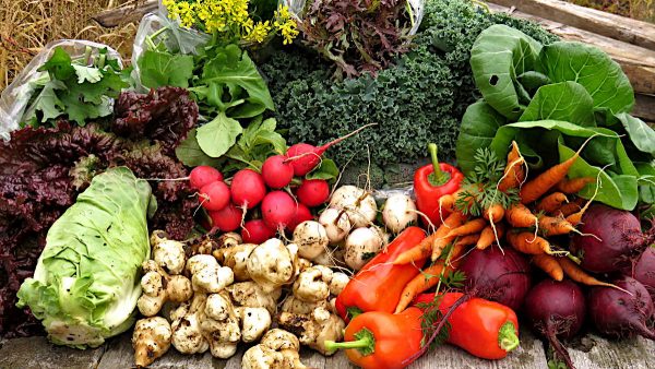 Tiny Farm Blog - Growing vegetables for the local food market!