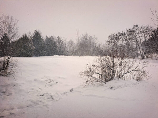 January snow - Tiny Farm Blog