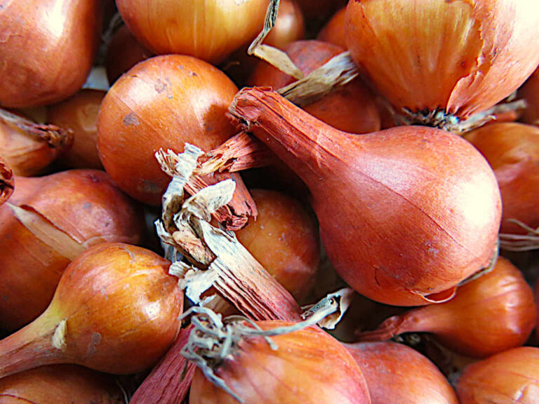 Onion sets - Tiny Farm Blog